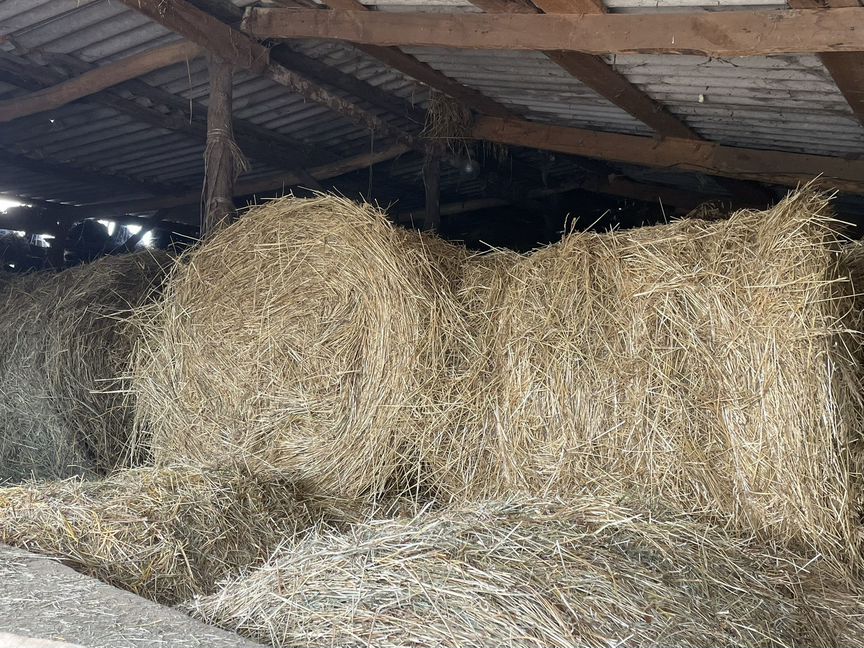 Сено в тюках/рулонах этого года