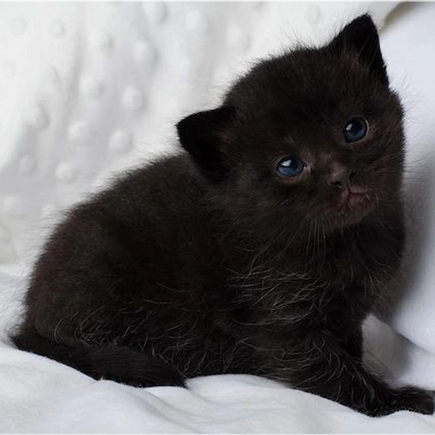 Отдам котенка совсем маленького