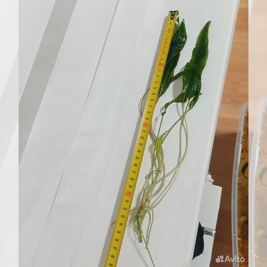 Улитки и растения