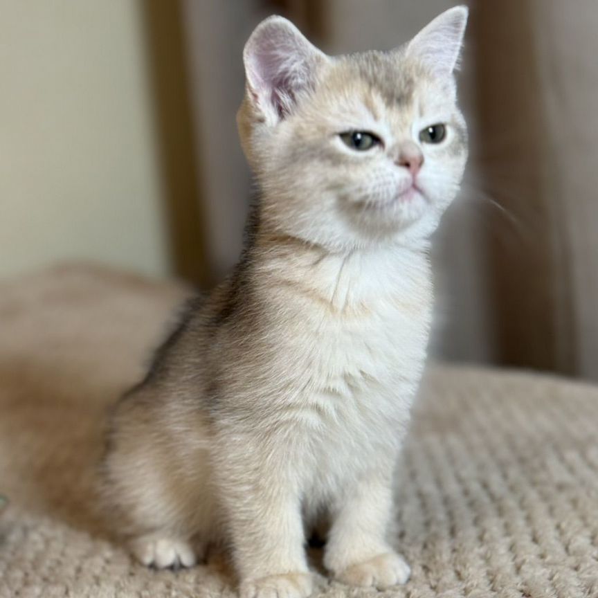 Шотландский прямоухий короткошёрстный котёнок