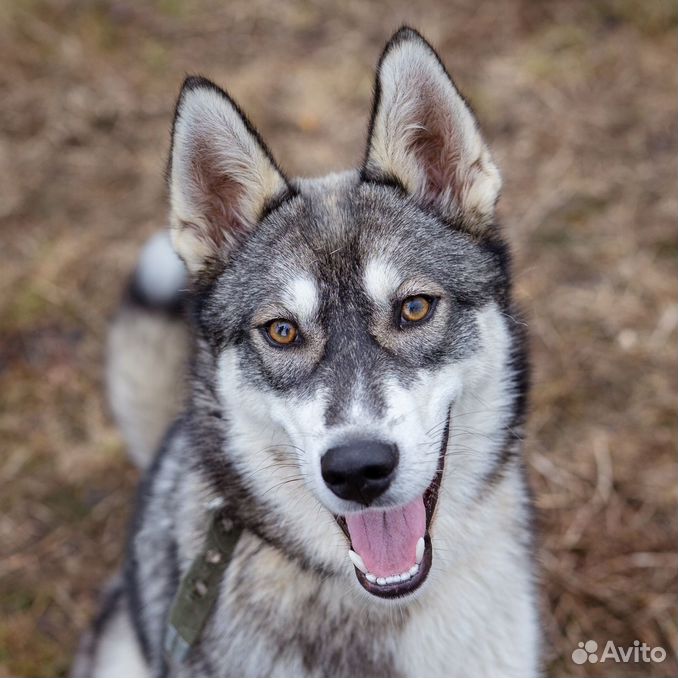 Хасёнок, щенок-подросток в дар