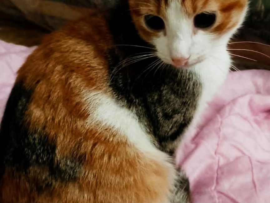 Котята дымчатые, трёхцветные, полосатые