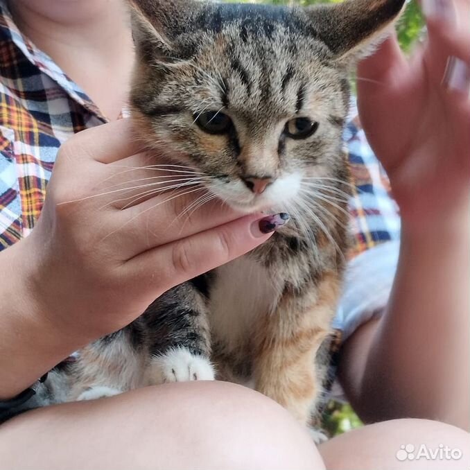 Марфуша- котёнок девочка 2,5 мес в дар