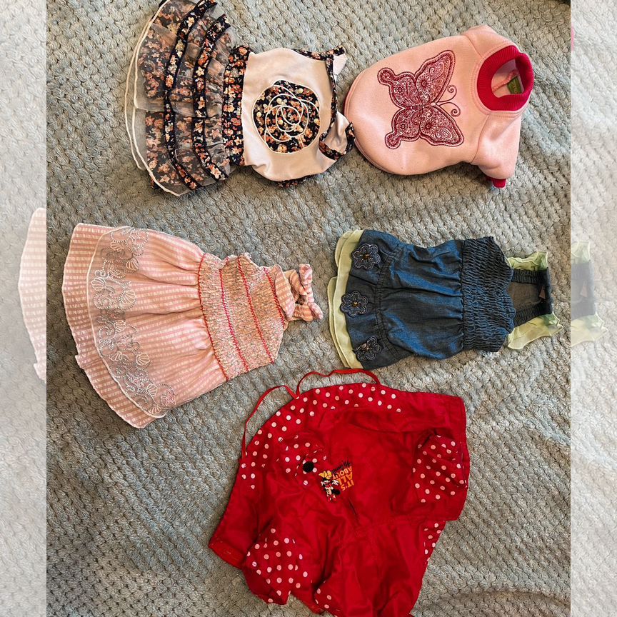 Вещи для собак мелких пород