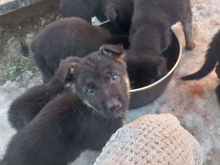 Востчно-европейская овчарка