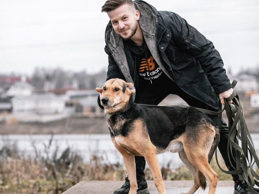 Собака Вольт в добрые руки бесплатно