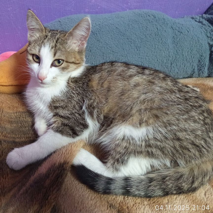 Сибирский котёнок