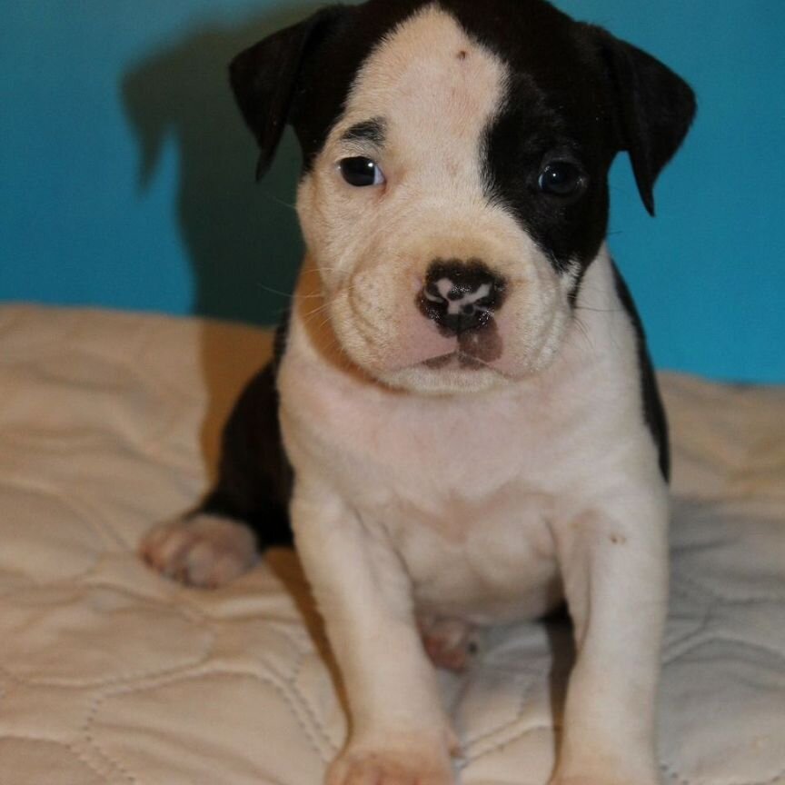 Амстафф щенки кобели