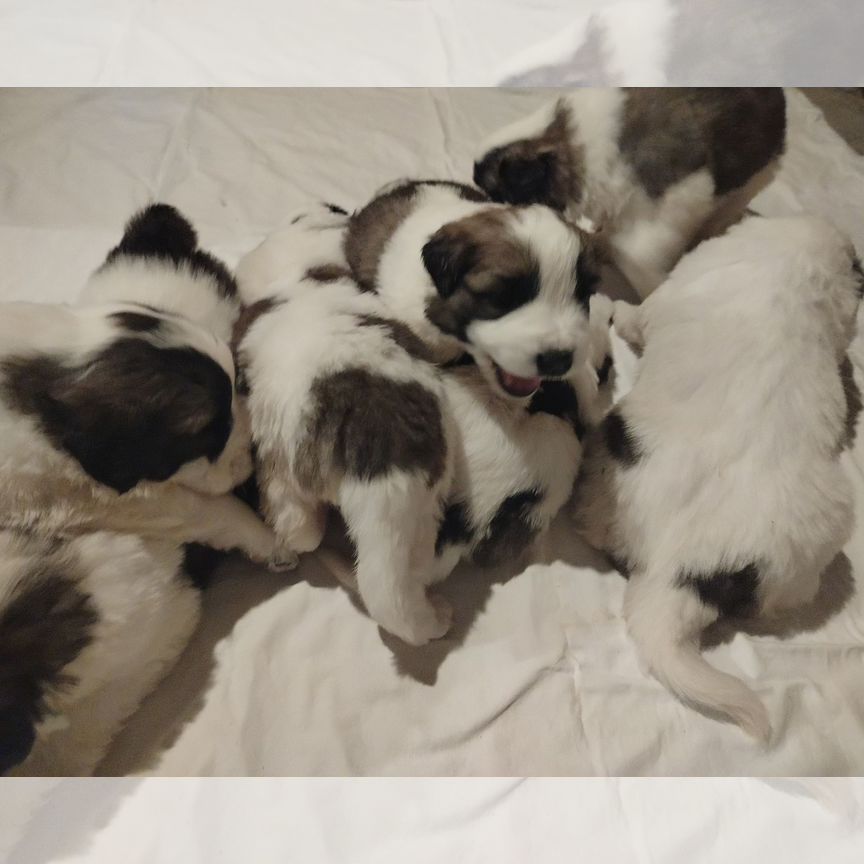 Московская сторожевая, щенок