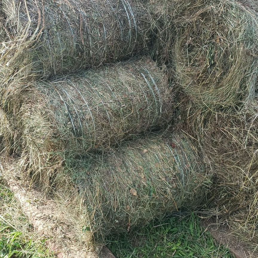 Продам сено в рулонах свежий укос