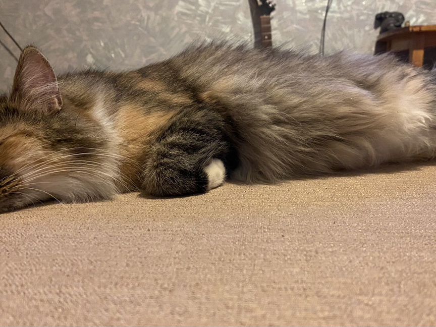 Кошка в дар