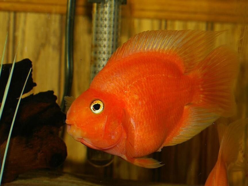 Рыба желтый попугай