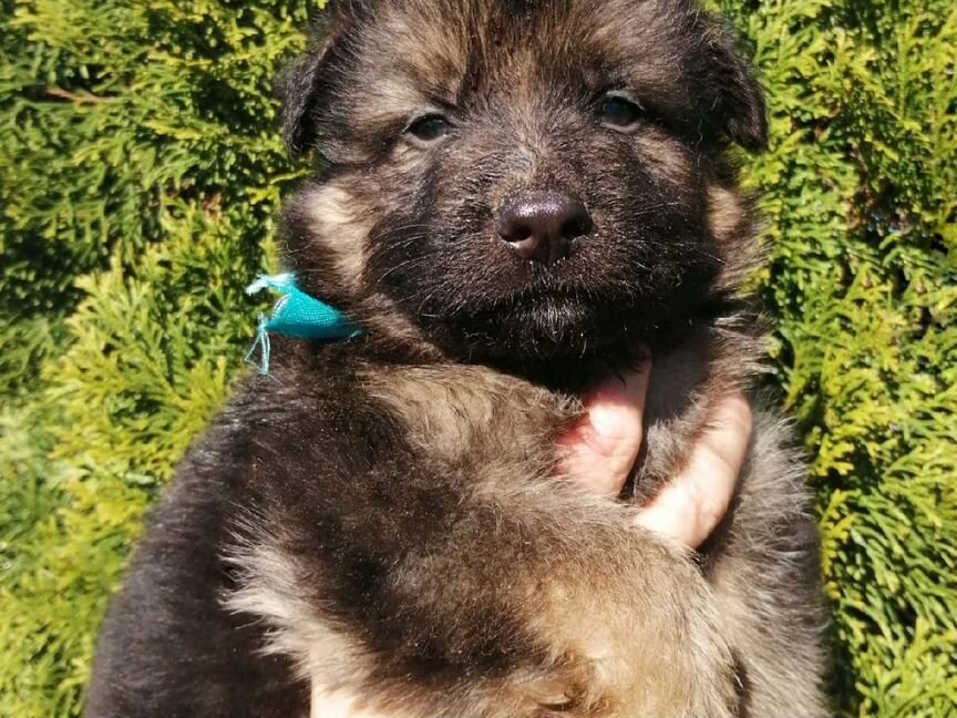 Немецкая овчарка