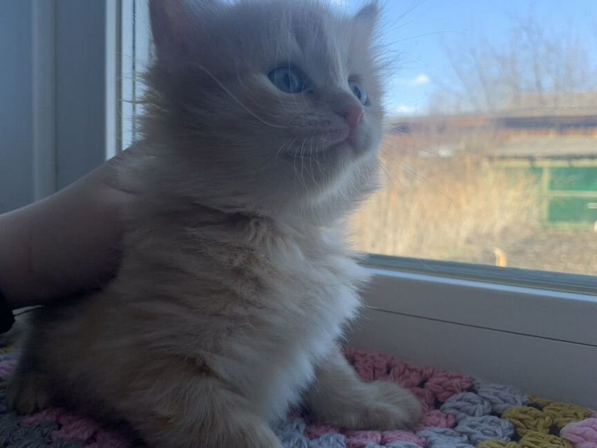 Отдам двух рыженьких котят