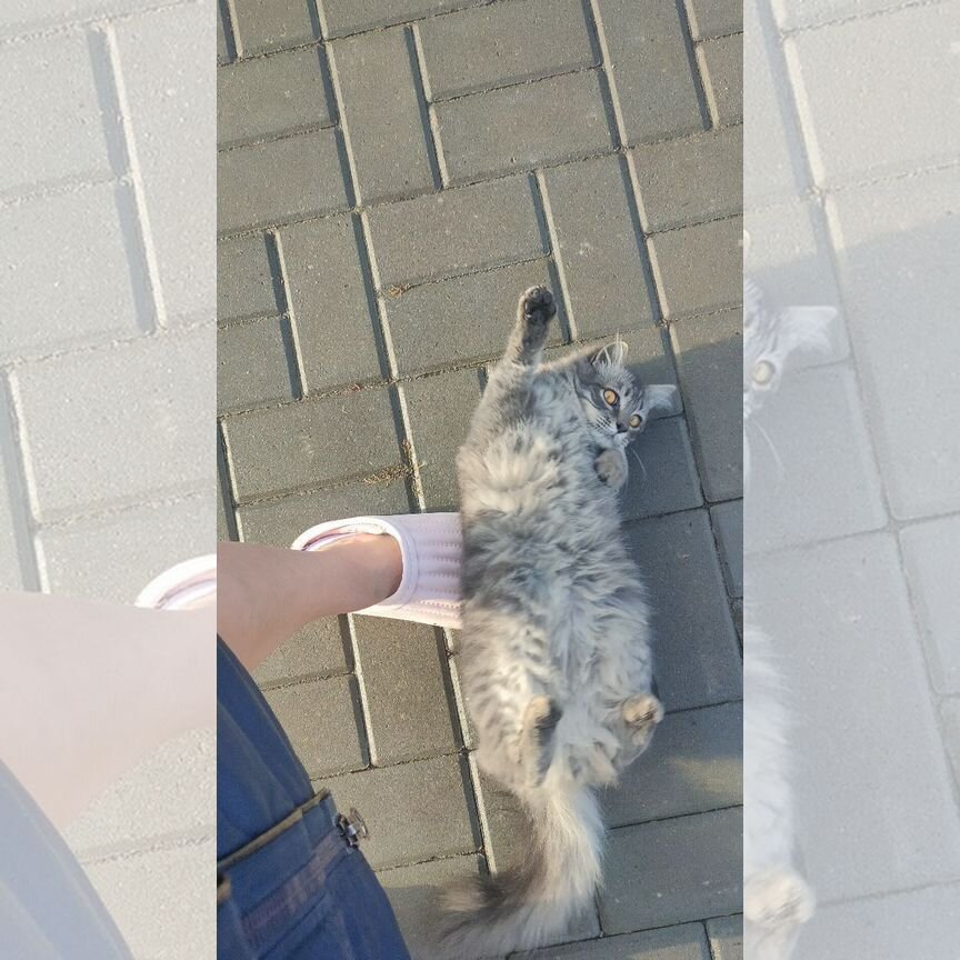 Котёнок в добрые руки