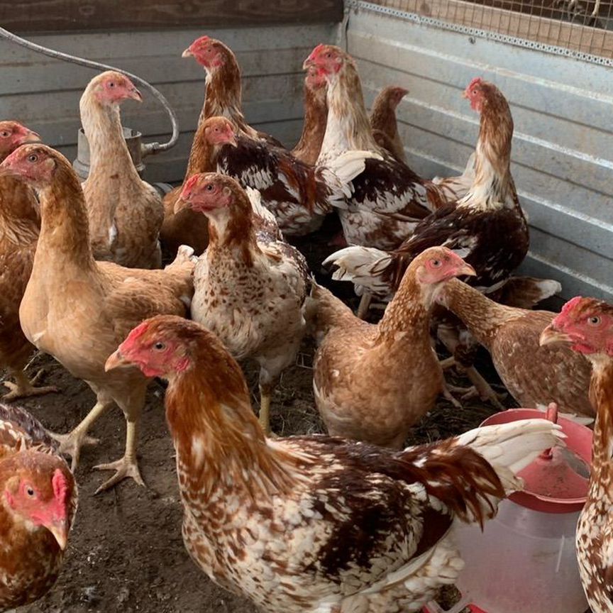 Куры мини мясные