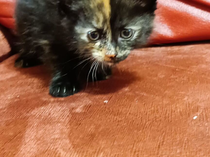 Котята приносящие счастья
