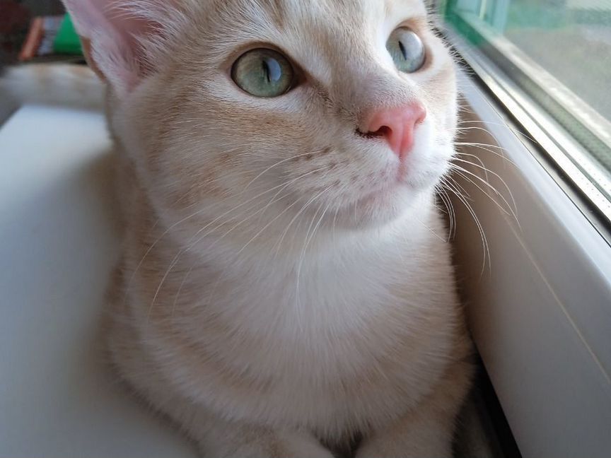 Котики и кошечки в добрые ручки