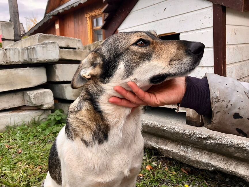 Собака в добрые руки