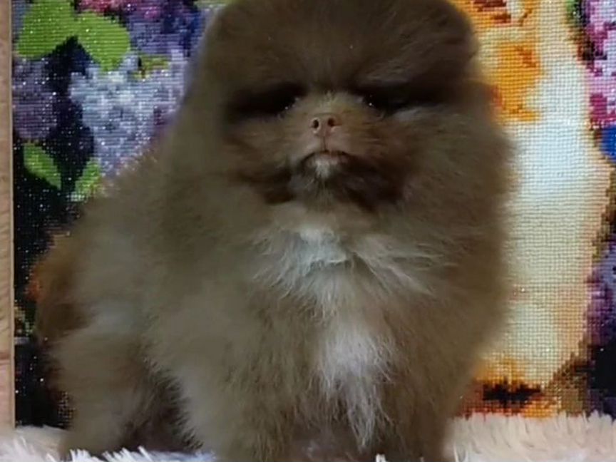 Шпицы. Фейерверк красок