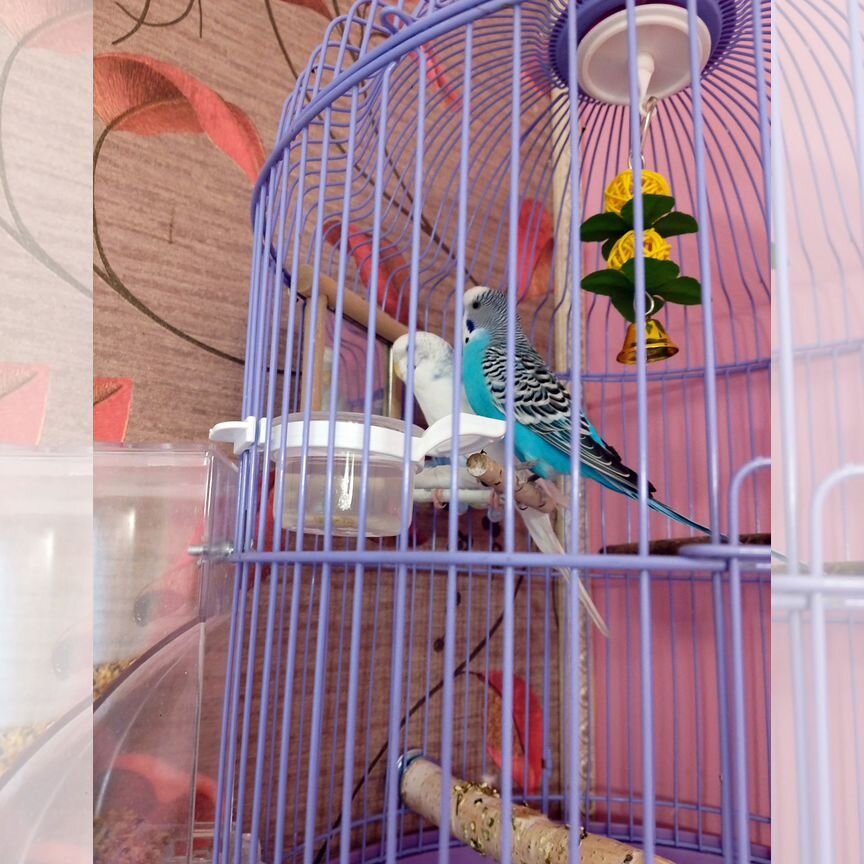 Волнистые попугаи Кеша Маруся с клеткой