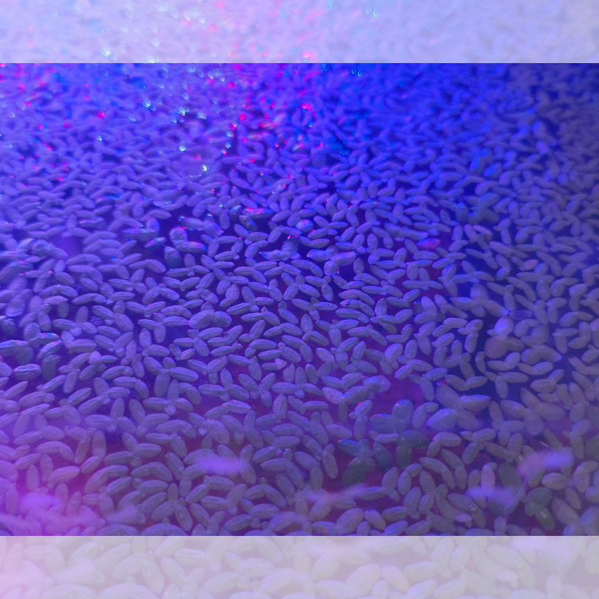 Ряска для аквариума