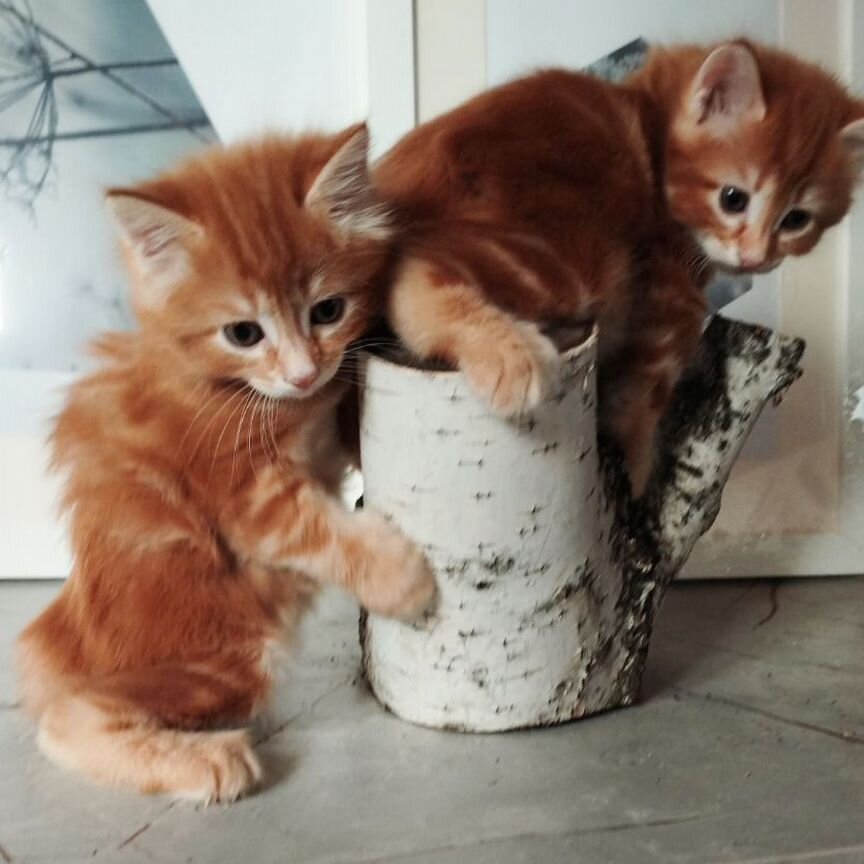 Курильский бобтейл