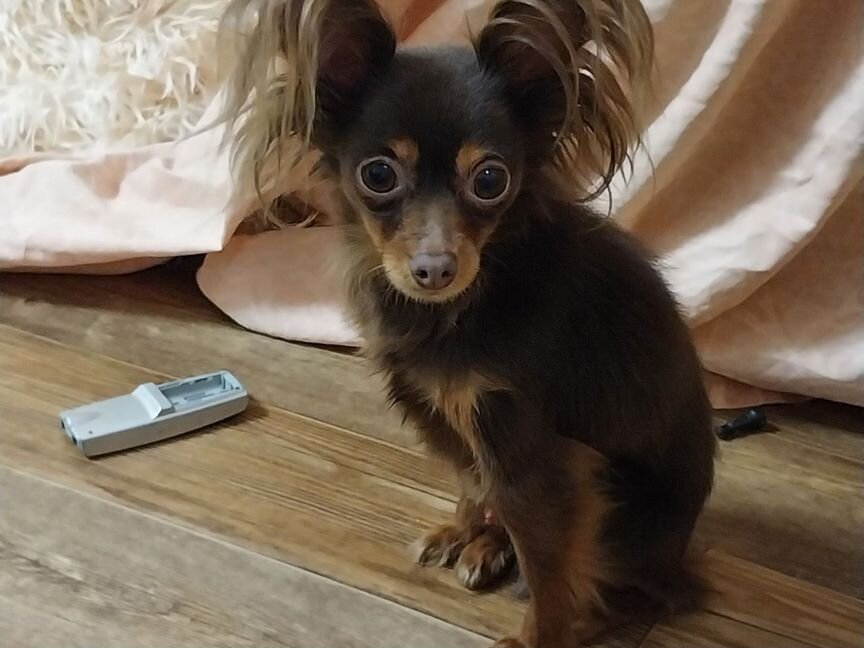 Русский той (той-терьер)