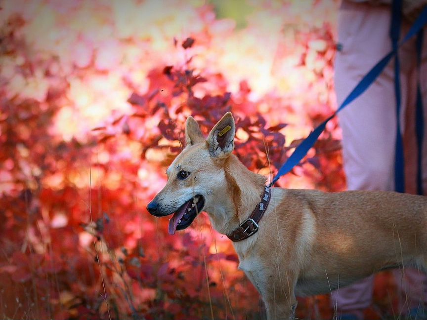 Алиса хочет найти семью
