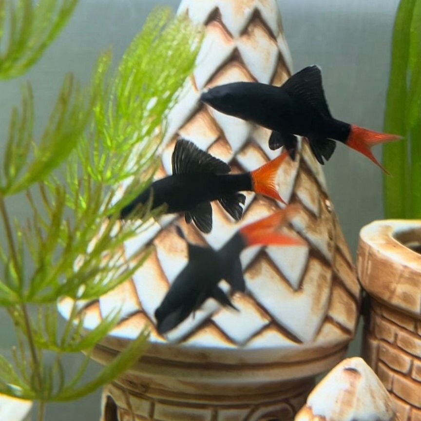 Лабео биколор