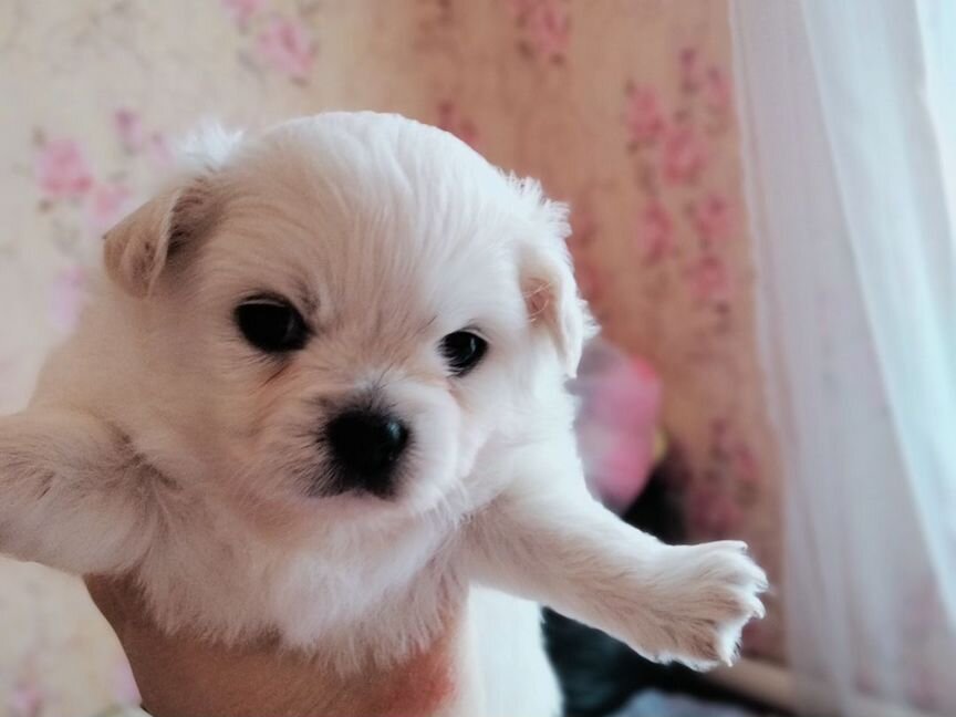 Маленькая собака чихуахуа