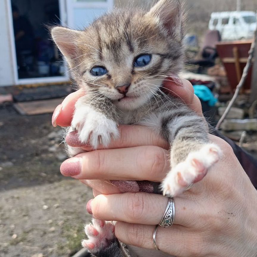 Котёнок в добрые руки