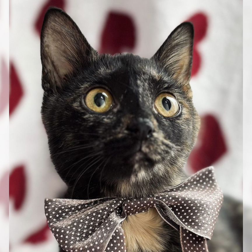 Милый котёнок ищет дом