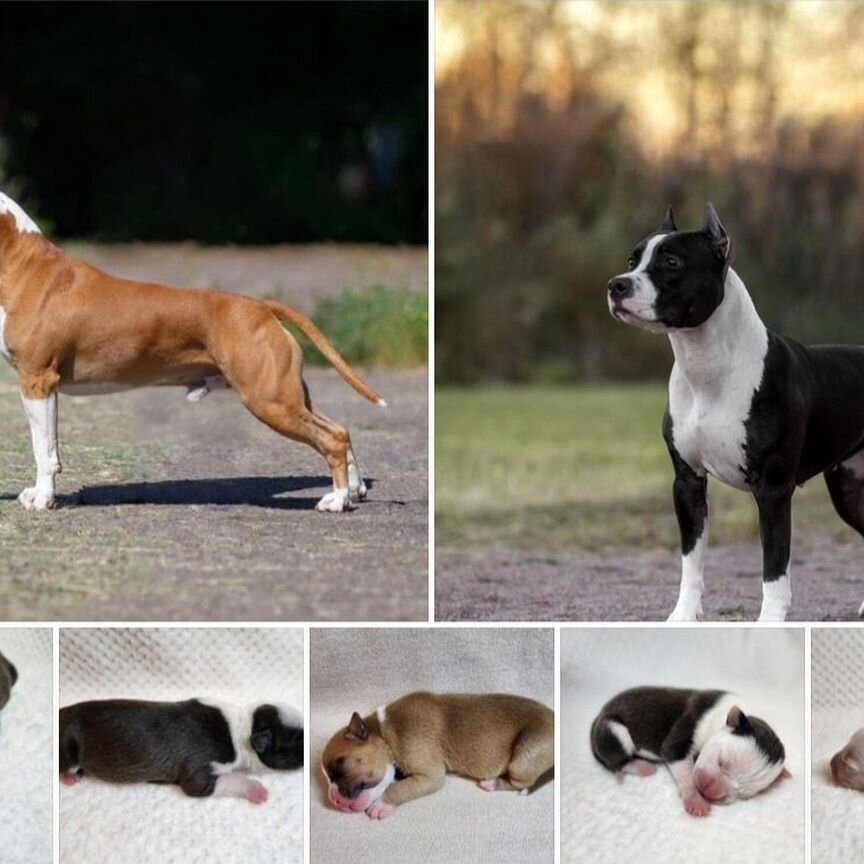 Американский стаффордширский терьер, щенок