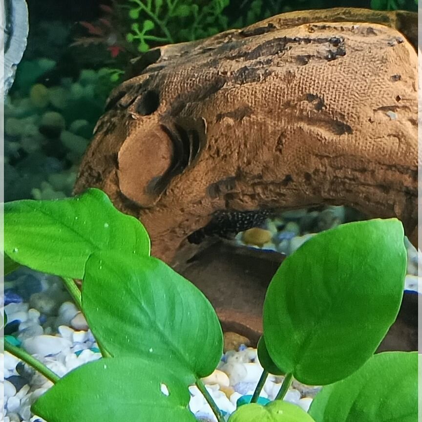 Аквариумные рыбки сомики