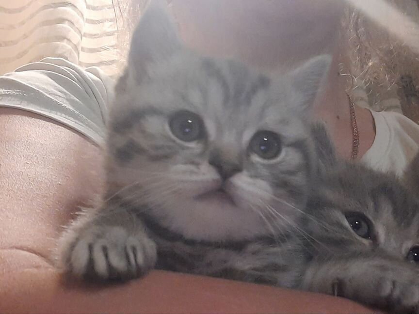 Британские котята