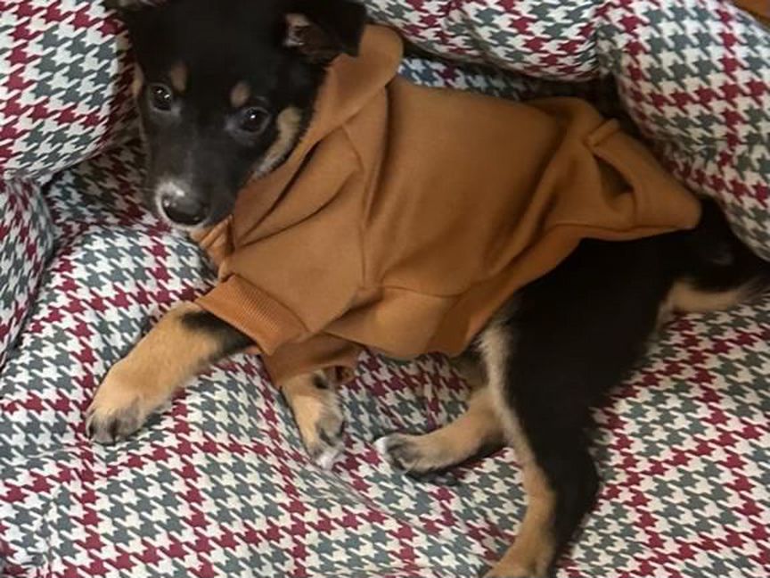 Собака в добрые руки отдам бесплатно