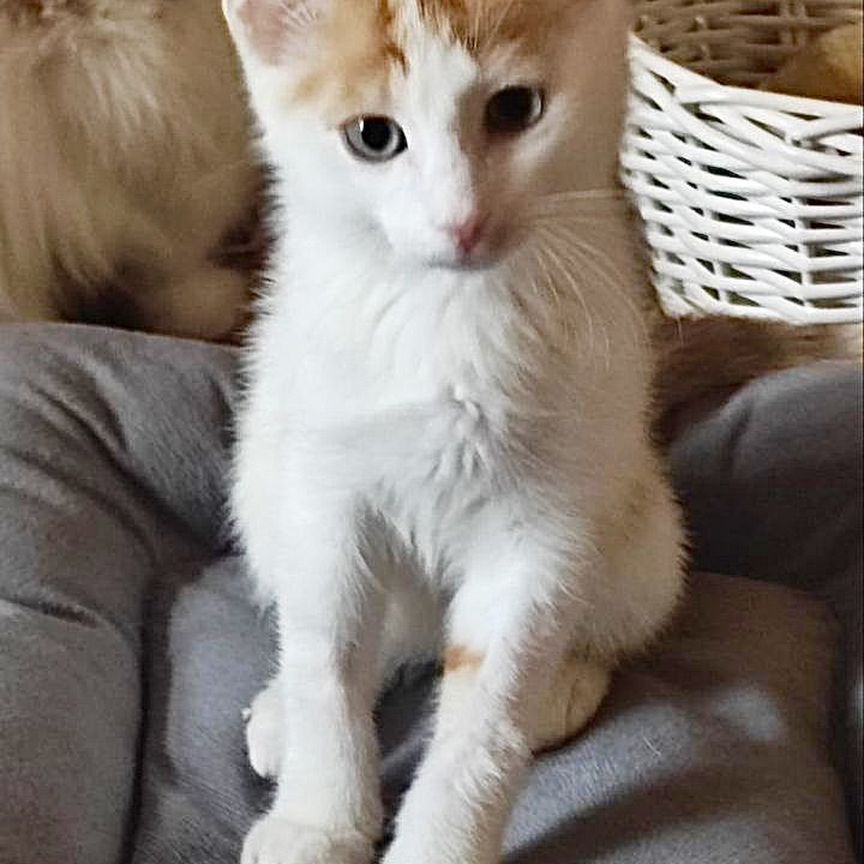 Жизнерадостный котенок