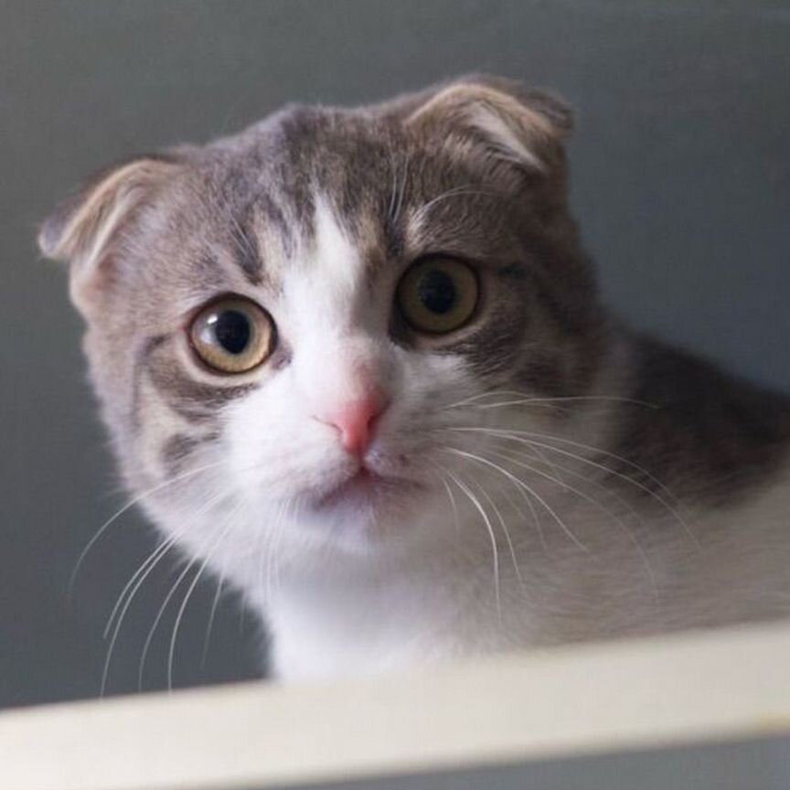 Котенок мальчик 4 мес потерял хозяина