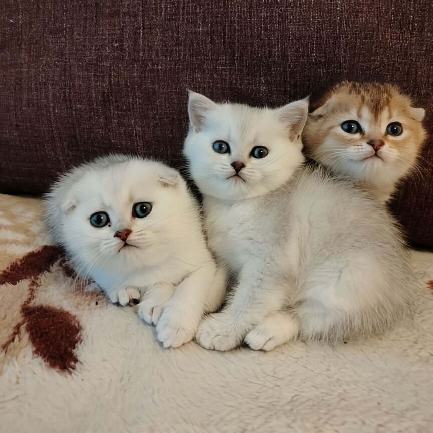 Шотландский вислоухий короткошёрстный котёнок