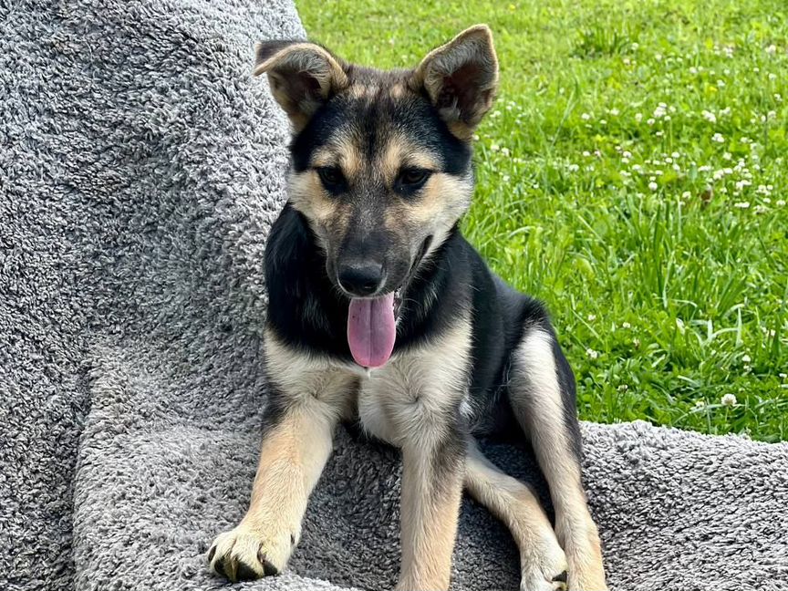 Здоровенький веселый щенок ищет дом