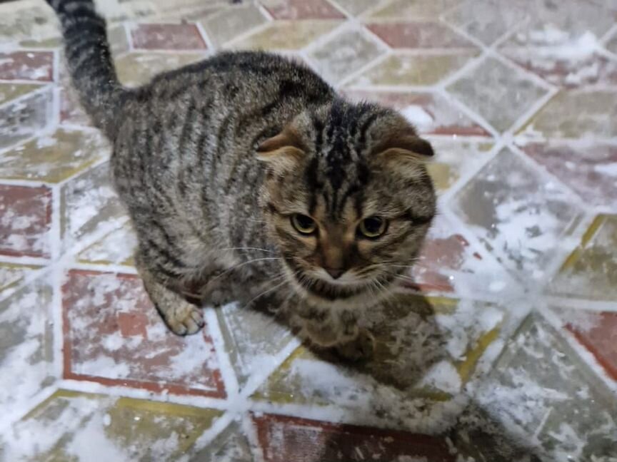 Кошки в добрые руки бесплатно