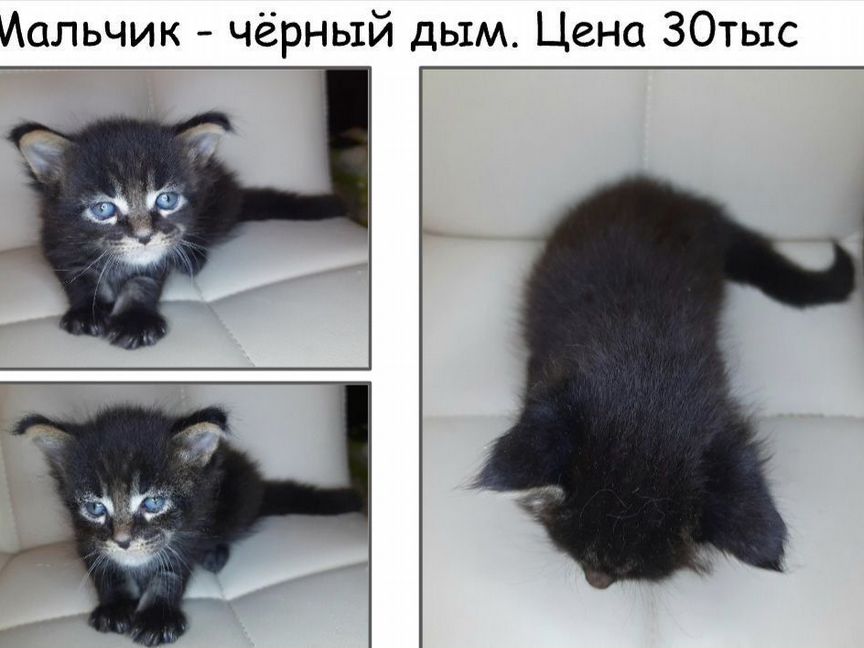 Котята мейн-кун