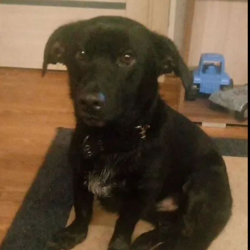 Собачка в добрые руки