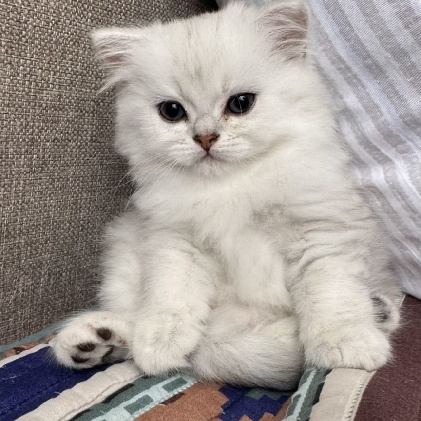 Британские котята серебристая шиншилла