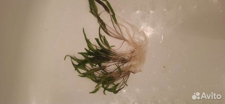 Аквариумные растения