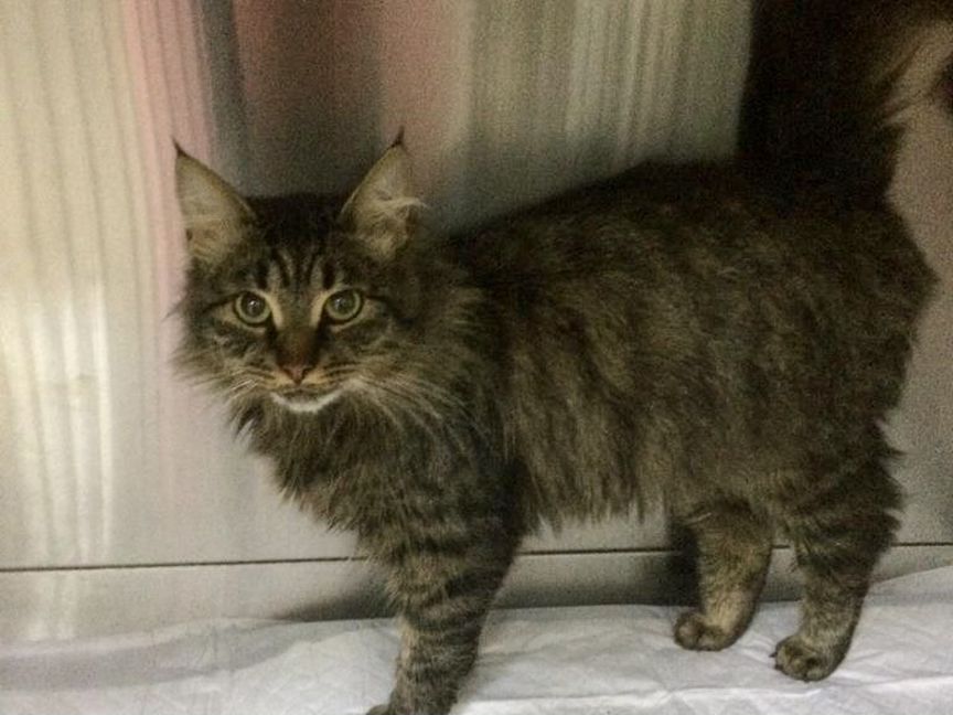 Отдадим котика в хорошие ручки бесплатно