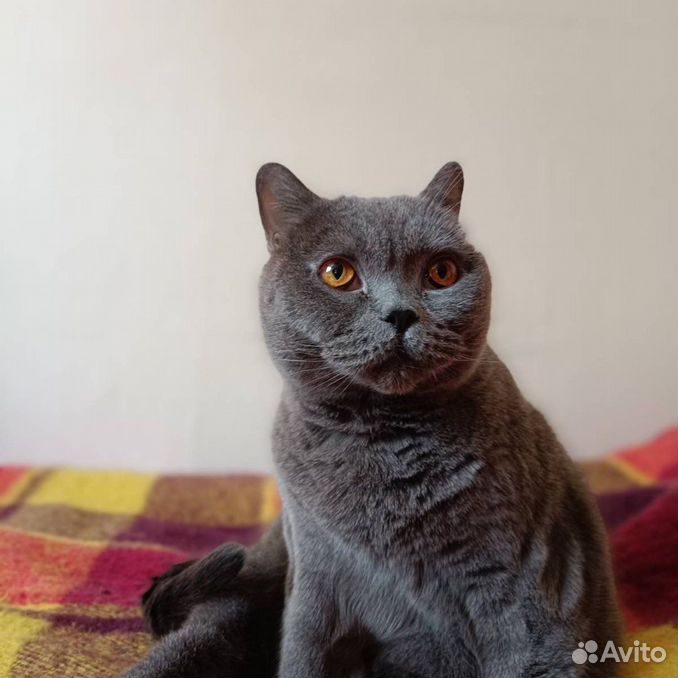 Британский кот, британец бесплатно