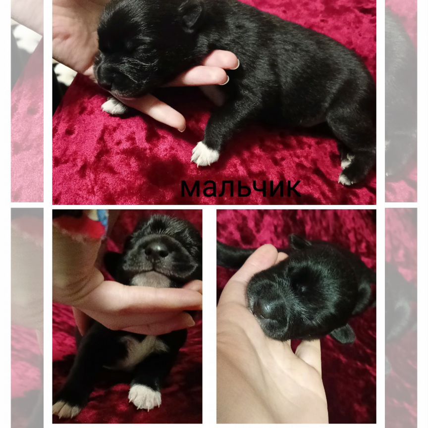 Щенок в добрые руки