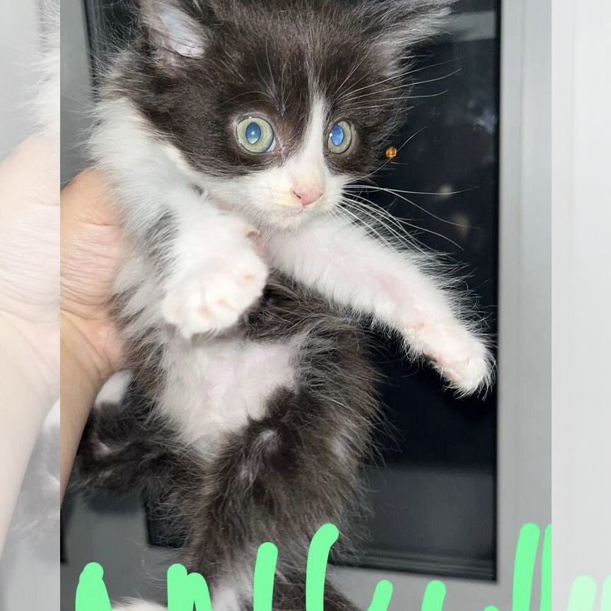 Котёнок от частного владельца